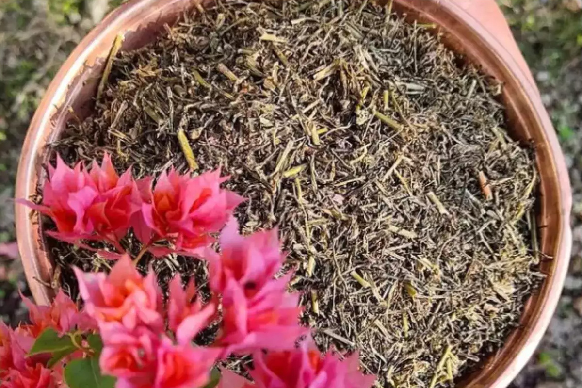 Ayurvedic Herb: नसों में जमा गंदगी साफ करेगी ये चमत्कारी जड़ी-बूटी ...