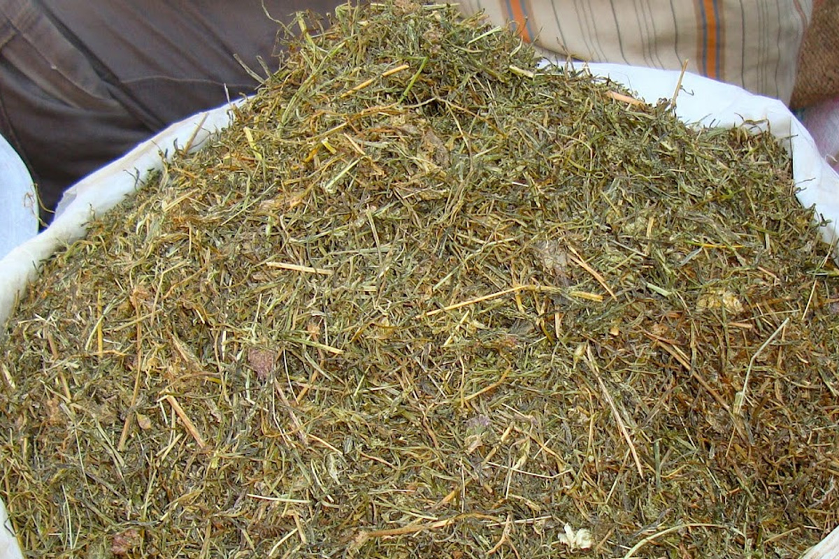 Ayurvedic Herb: नसों में जमा गंदगी साफ करेगी ये चमत्कारी जड़ी-बूटी ...