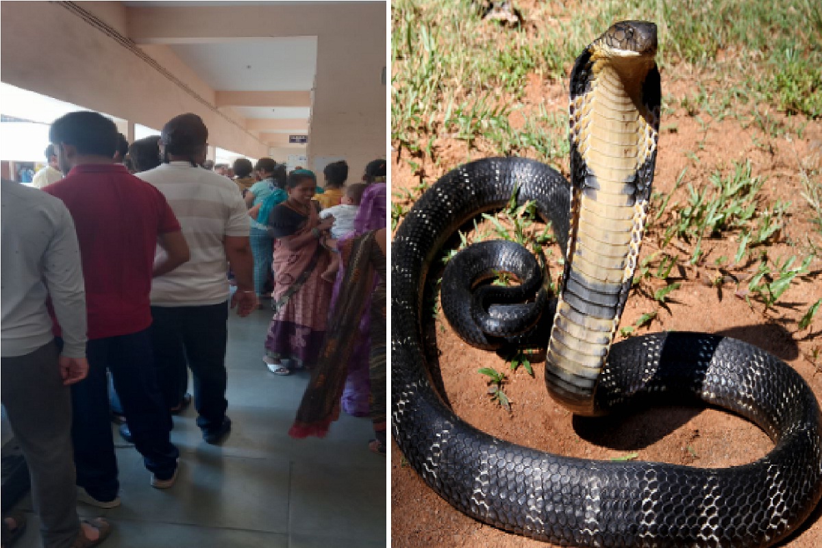 Big Breaking: मतदान केंद्र में निकला 5 फीट लंबा कोबरा सांप, वोटरों में ...
