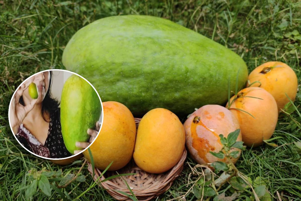 Bhopal News: आम खाने शौकीनों के लिए बड़ी खबर, Mango Festival में इस बार ...