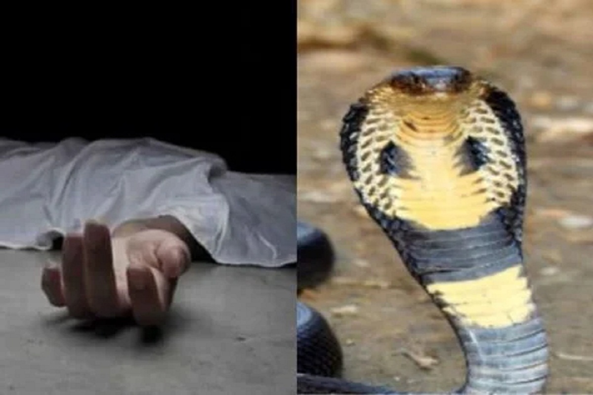 CG Snake Bite: करैत के डसने से 15 लोगों की मौत, यहां हर दिन पहुंच रहे ...