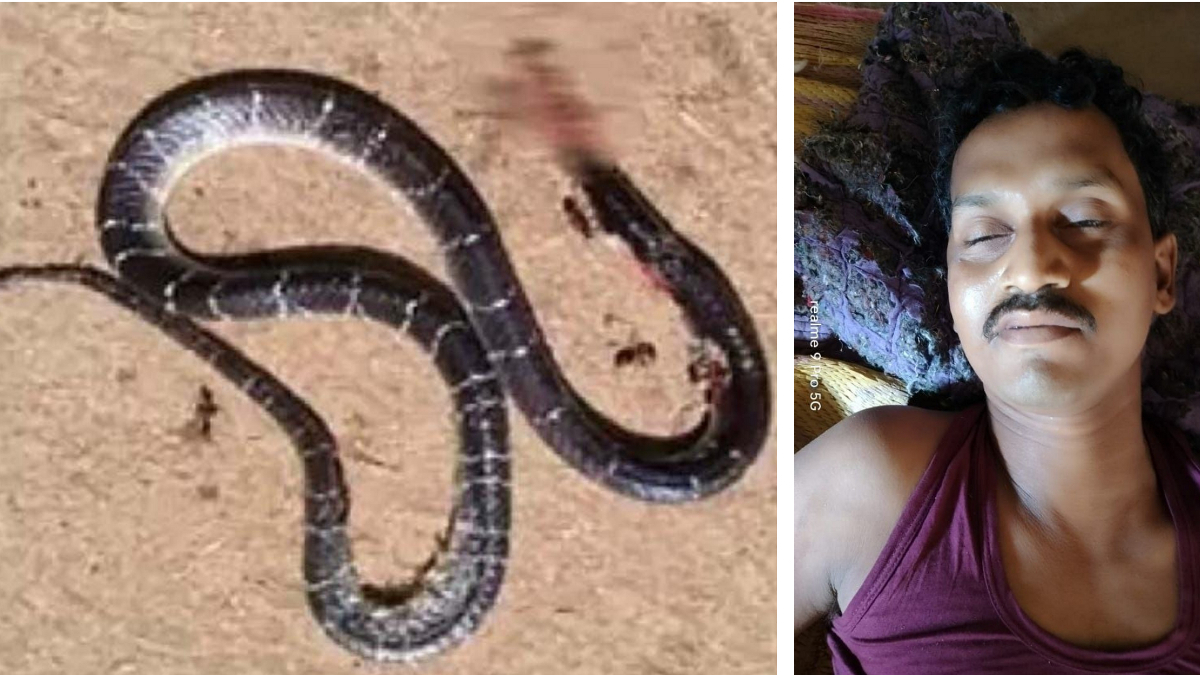 CG snake bite: सोते समय करैत सांप ने डसा तो युवक भी चबा गया उसका सिर ...