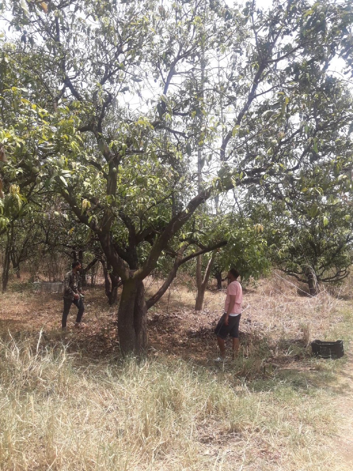 Bhopali Mango: आम के बाग में 17 प्रजातियां, नूरजहां से लेकर आम्रपाली तक ...