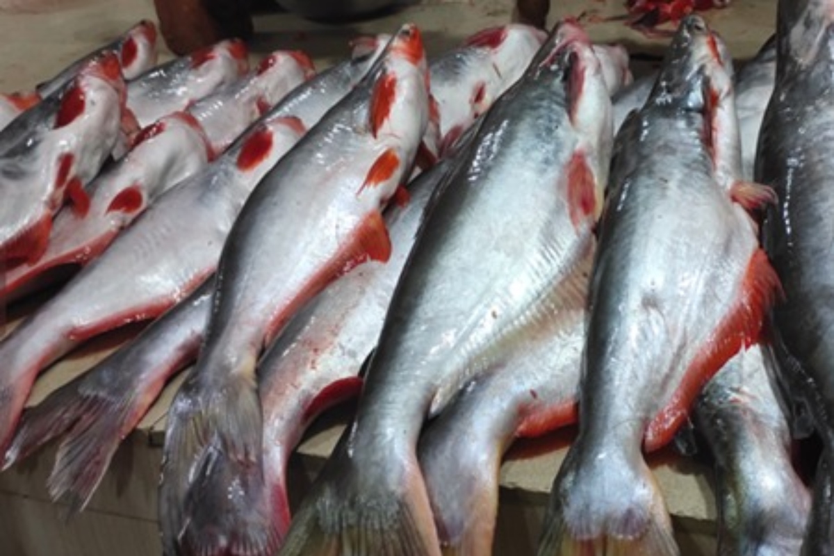 पर्यावरण और स्वास्थ्य के लिए खतरा बनी मांगूर मछली, बाजार में खुलेआम ...