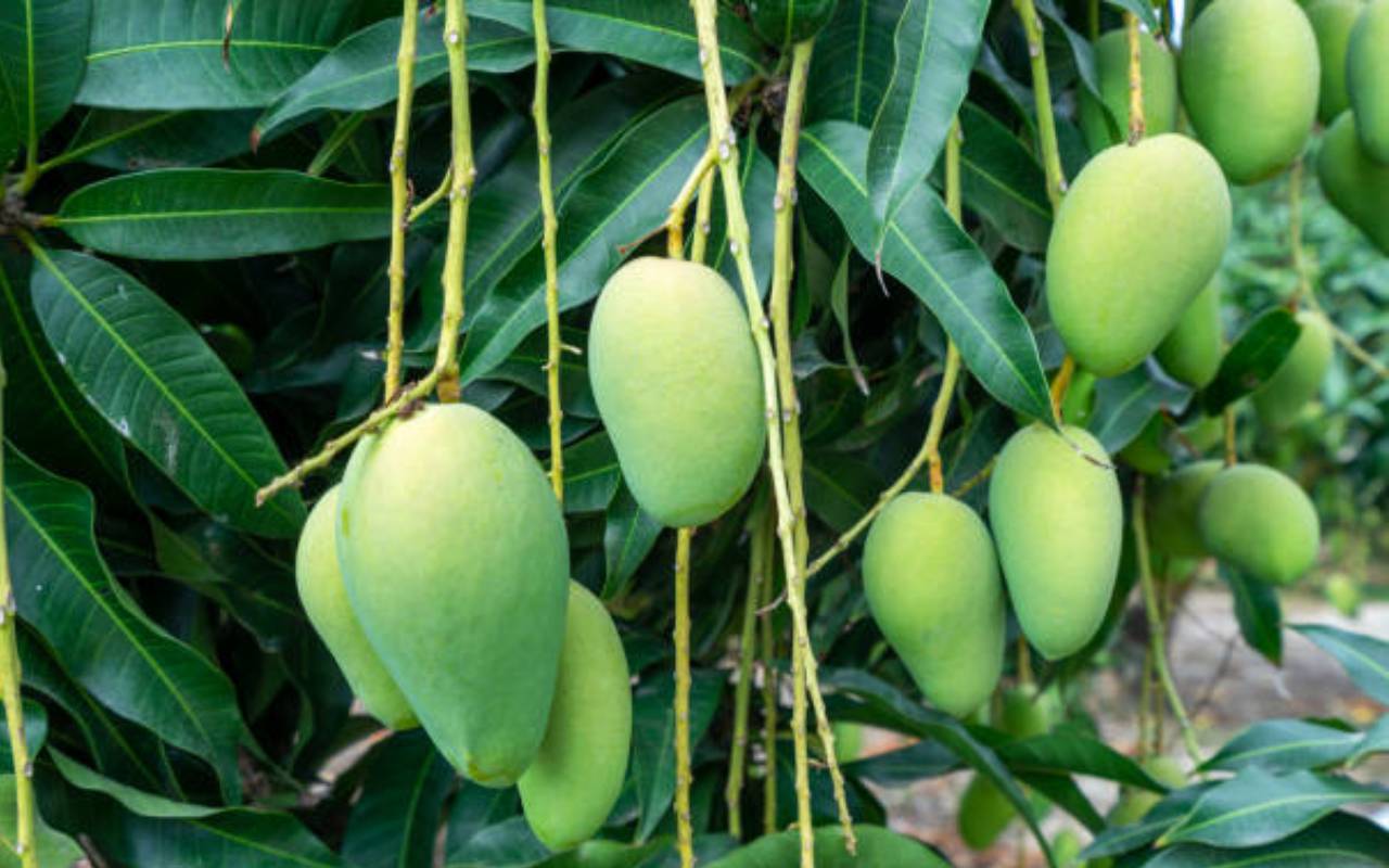 भोपाल में है आम का सबसे बड़ा बाग, यहां मिलता है दुनिया का खास आम ...