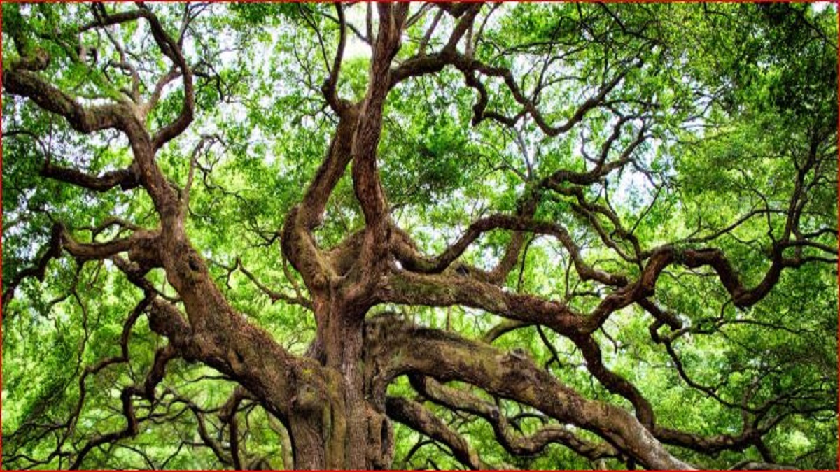 आपकी बात…ज्यादा से ज्यादा पेड़ लगाने के लिए जनता को कैसे प्रेरित किया ...