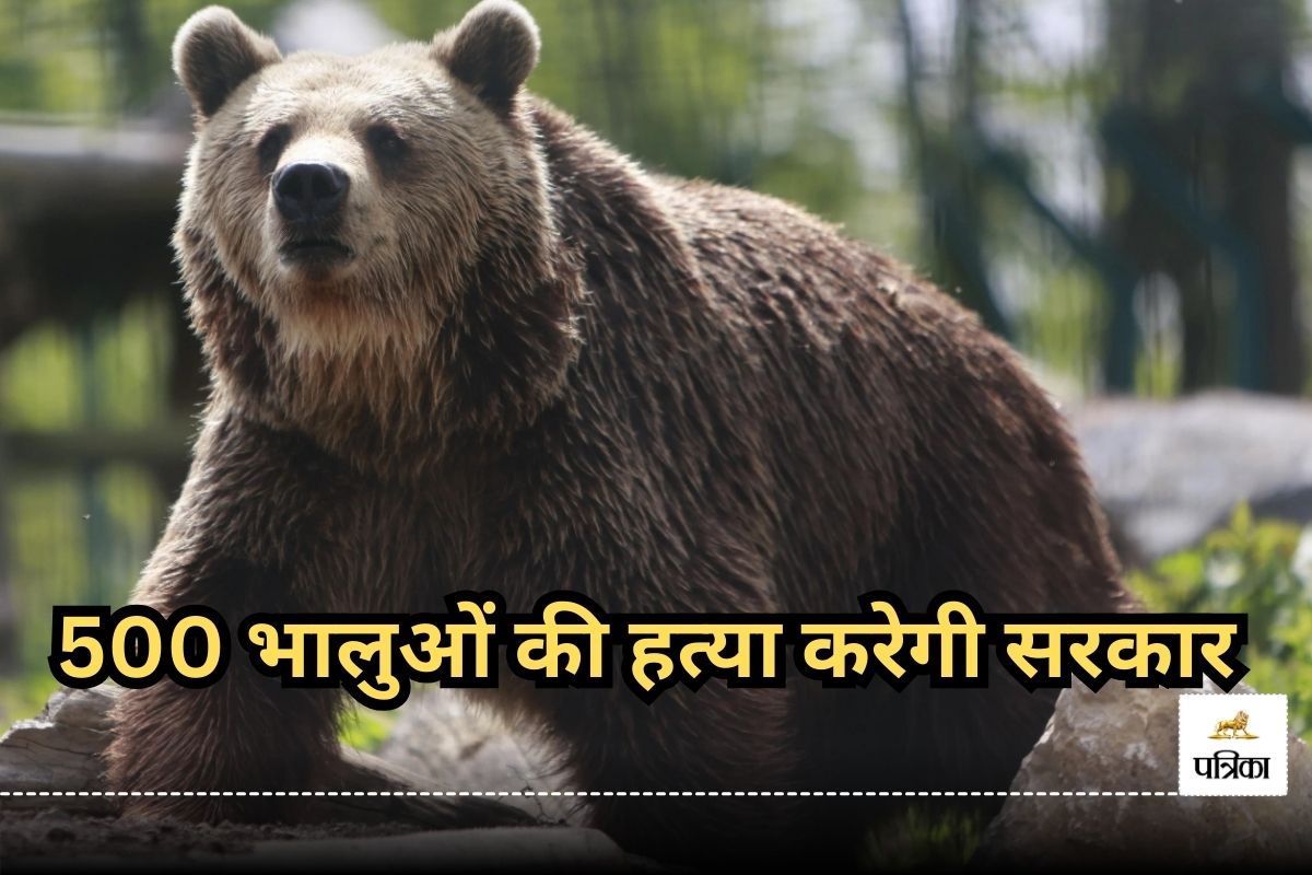 500 भालुओं की हत्या करेगा ये देश, जानिए क्यों? | 500 Bears Will Be ...