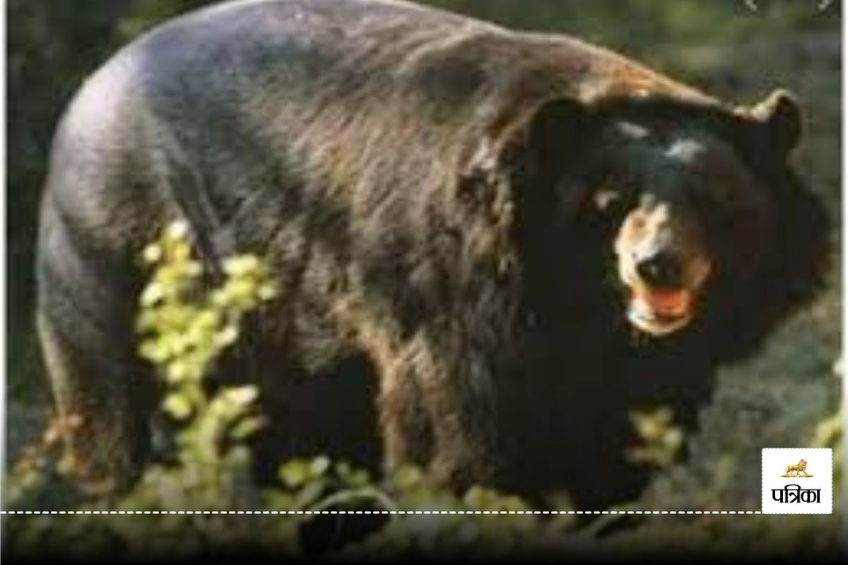 CG Bear Attack: स्वेटर पहनने घर गया था, झाड़ियों में छिपे भालू ने चेहरा नोच आंख निकाल दी, मौत ...