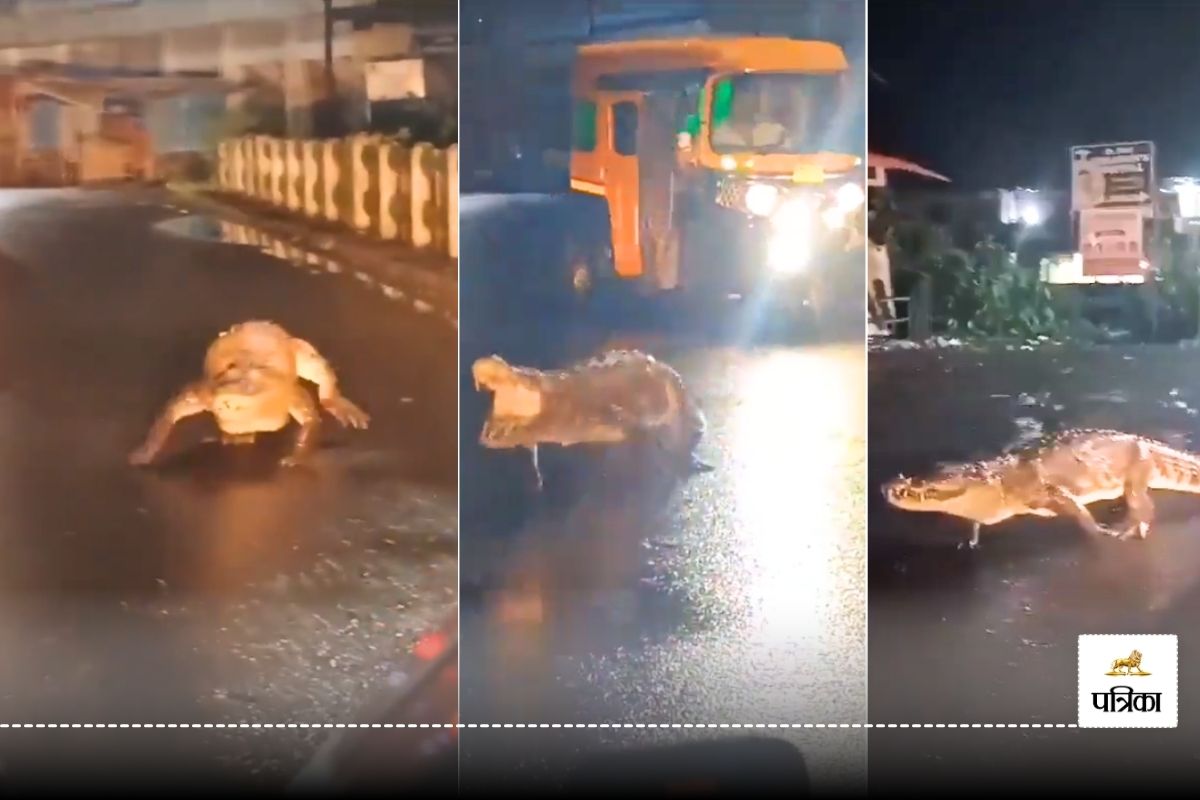 नदी से निकलकर शहर में सैर सपाटा करता दिखा मगरमच्छ, लोगों ने बनाया ...