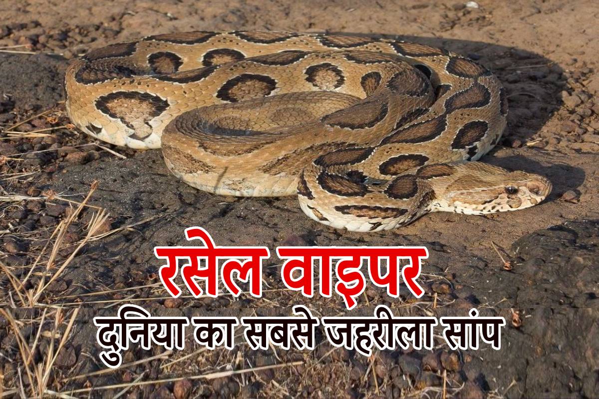 रसेल वाइपर का ‘वेनम मैप’ बनाएगा उपचार में सक्षम | Patrika News