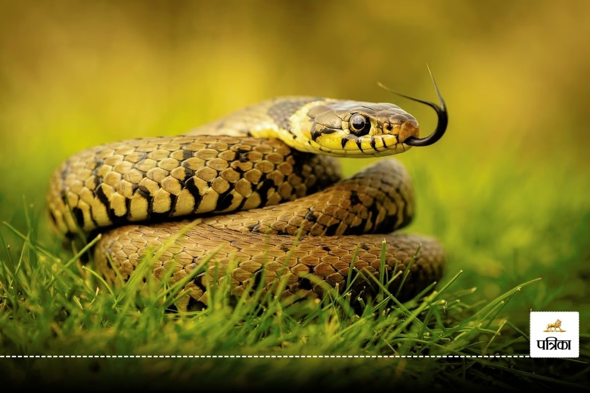 शरीर के किस हिस्से पर सांप के काटने से तुरंत हो जाती मौत? | Snake Bite ...