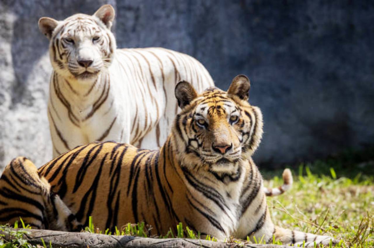 International Tiger Day 2024: जू में बढ़ा Tiger का कुनबा, सबसे बड़ा है ...