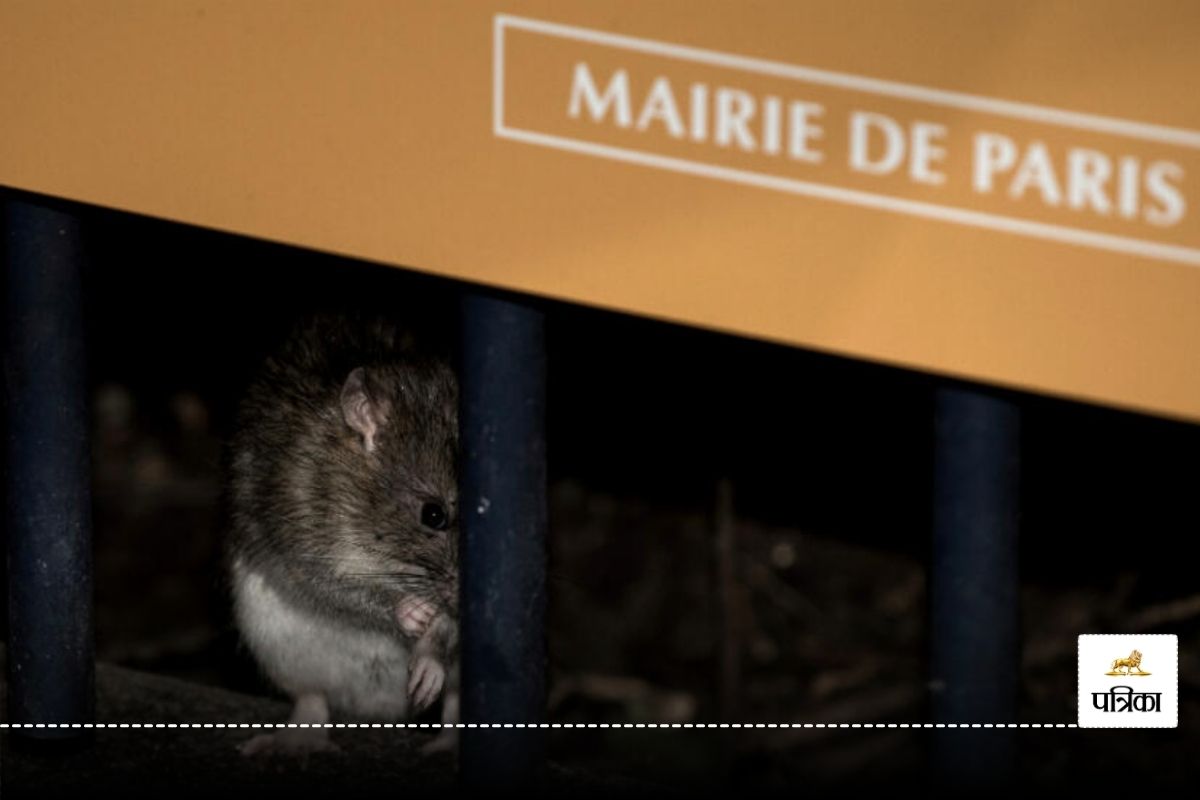 Paris Olympic 2024: पेरिस से चूहे भगाने के लिए मशक्कत कर रहे अधिकारी ...
