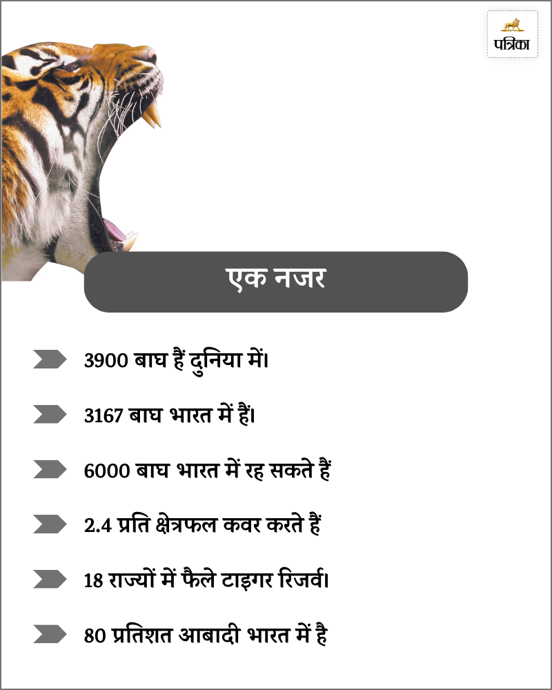 Tiger Interview: हम जंगल के राजा, अभी हमारा कुनबा और बढ़ेगा ...