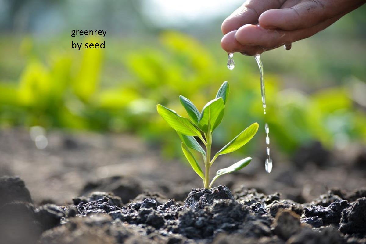 Greenery by seed: बीजों से हरियाली लाएगा वन विभाग, अब लगाए जाएंगे फलदार ...