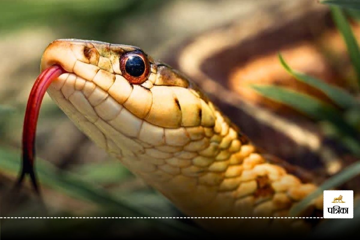 CG Snake Bite: सांप के काटने से चार साल के बच्चे की मौत… पति के बाद ...