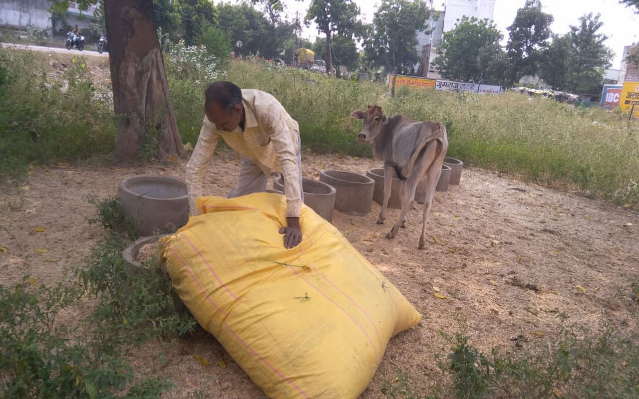 ह्यूमन एंगल: गोवंश को पॉलीथिन और प्लास्टिक खाते देखा, मानवता दिखाते हुए ...