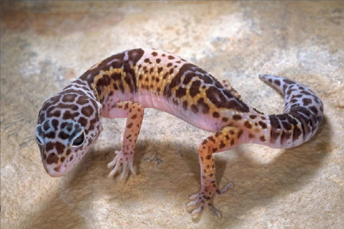 Leopard Gecko Lizard in CG: छत्तीसगढ़ के जंगल में मिला दुर्लभ प्रजाति ...