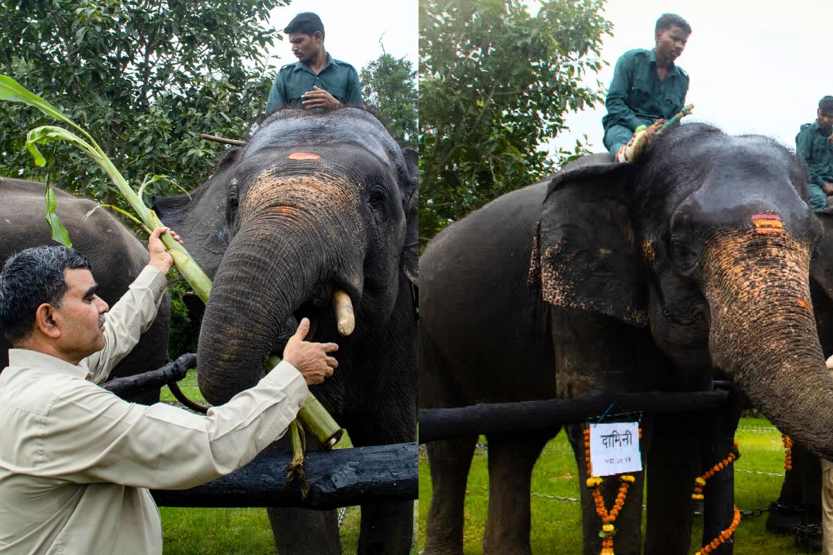 World Elephant Day: हाथियों को यहां पर मिली है सरकारी नौकरी, मिलते हैं ...
