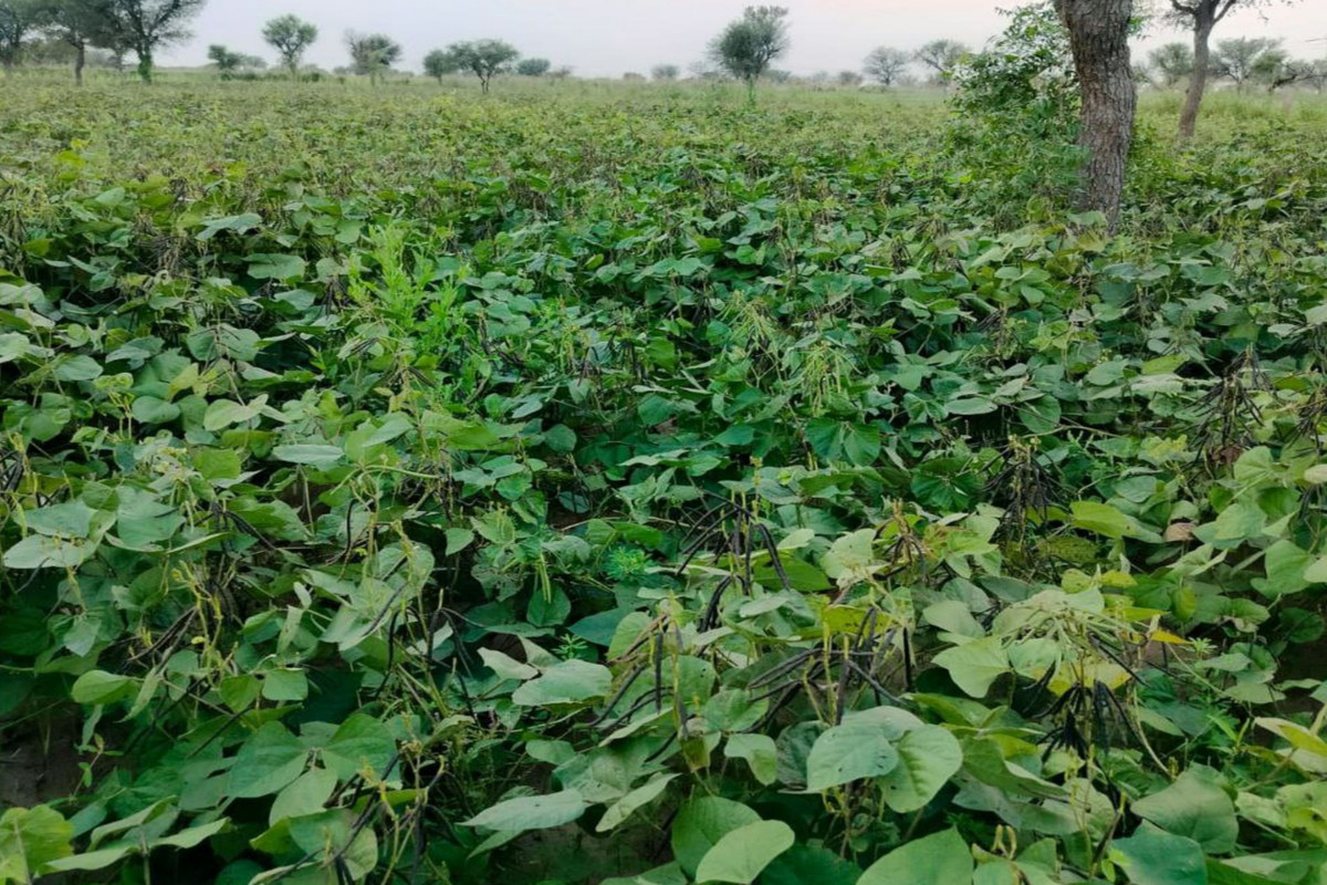 Rajasthan News: देश में मूंग उत्पादन में राजस्थान अव्वल, लेकिन इस बार ...
