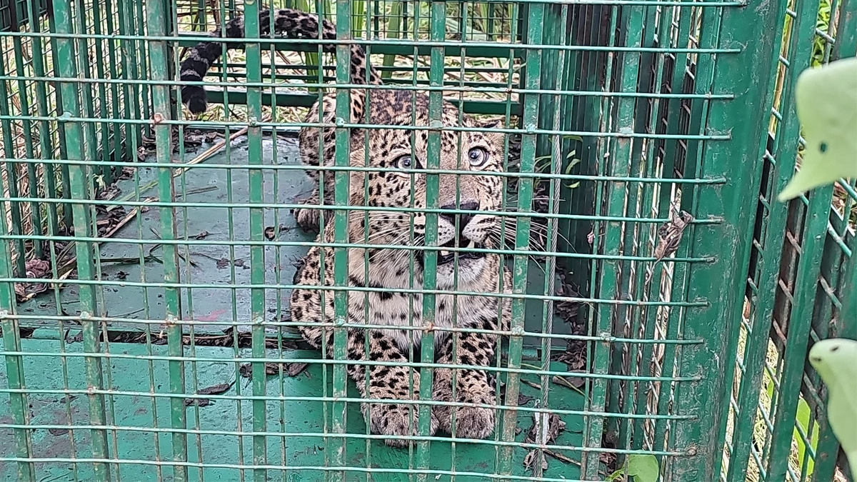 Bijnor Guldar Caught: वन विभाग के पिंजरे में कैद हुआ आदमखोर गुलदार ...