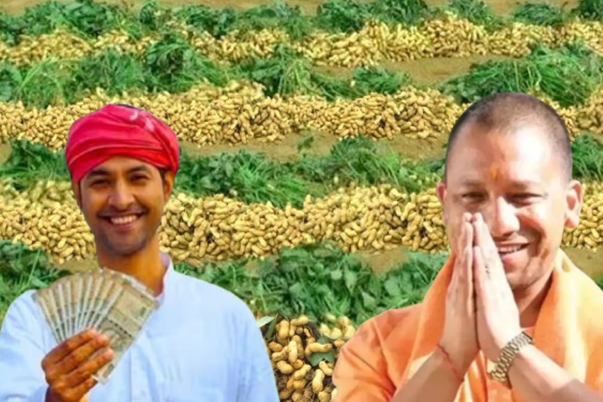 UP Agris Scheme: विदेशों में मूंगफली बेचकर मालामाल होंगे किसान, विश्व बैंक की यूपी एग्रीज योजना ...