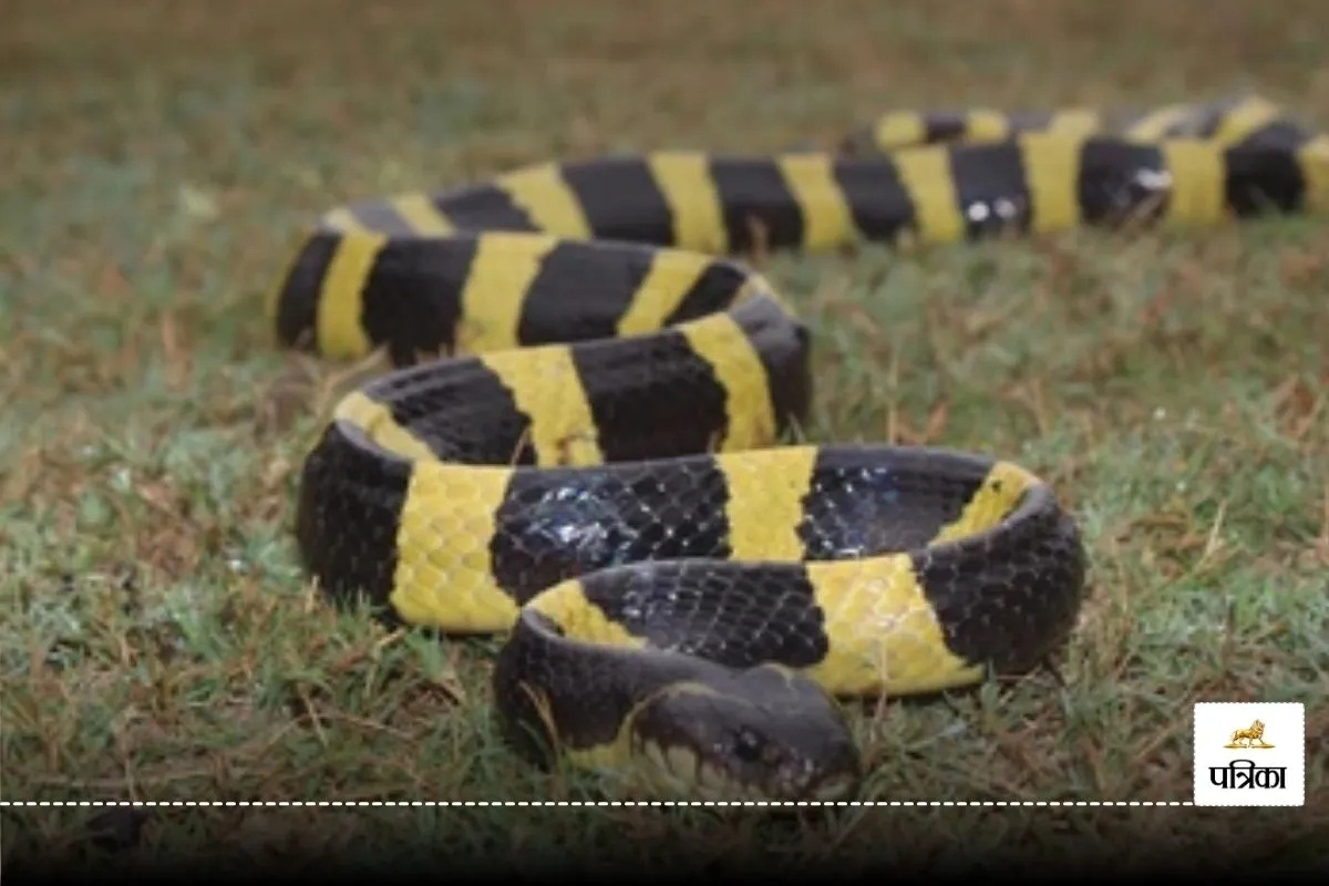 CG News: OMG! आधी रात सड़क पर ‘मौत’ को देख युवक के उड़े होश, जानें ...