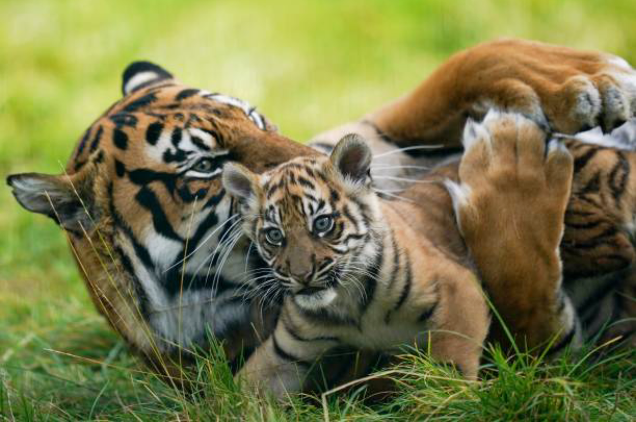 MP के टॉप 3 टाइगर सफारी पार्क, जंगल की सैर का रोमांच कभी नहीं भूल ...