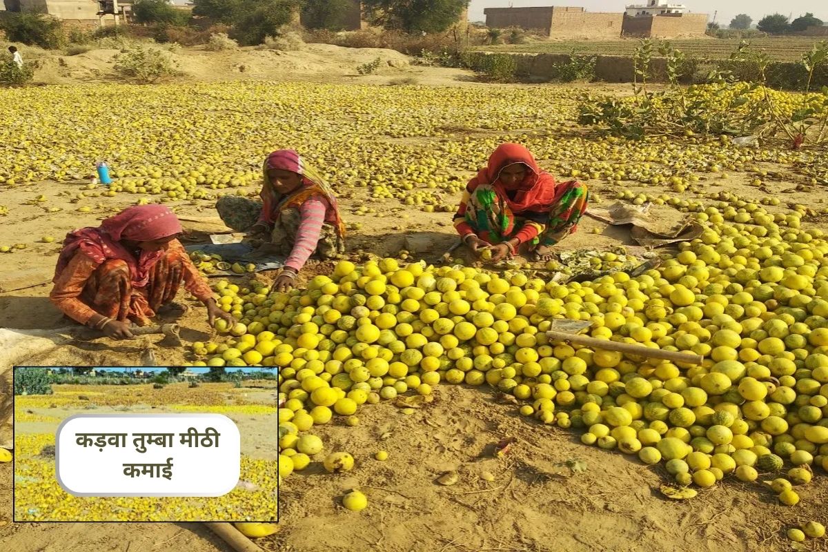 Rajasthan News: कमाल का है रेगिस्तानी कड़वा तुम्बा, शुगर-पीलिया जैसे कई ...