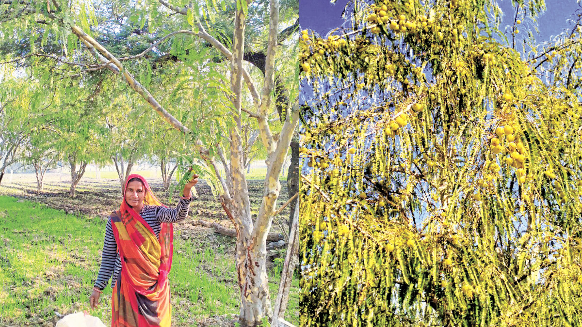 Amla Farming : राजस्थान में यहां सर्दी में आंवले की पैदावार, कर रही ...