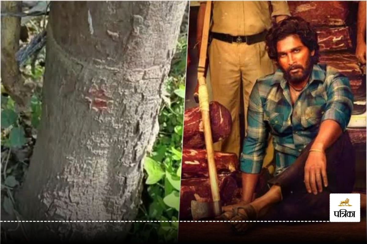 भिलाई में ‘पुष्पा राज’! आधी रात कौहा के पेड़ों को काटकर कर रहे तस्करी ...