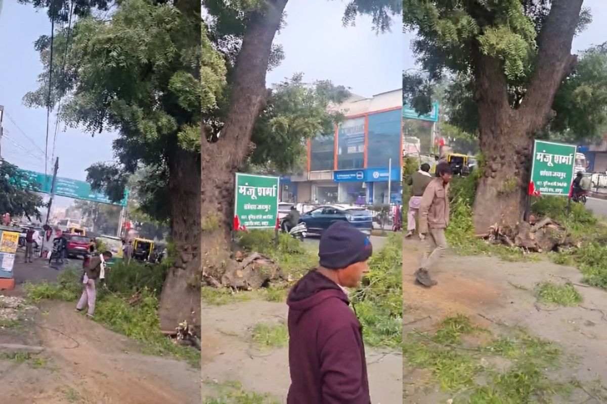 जयपुर में 50 साल पुराने हरे भरे नीम के पेड़ पर चली कुल्हाड़ी, ग्रेटर ...