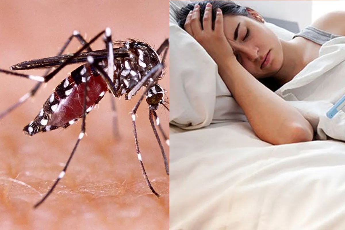Rajasthan News: कड़ाके की सर्दी में भी कमजोर नहीं हो रहा डेंगू का डंक ...