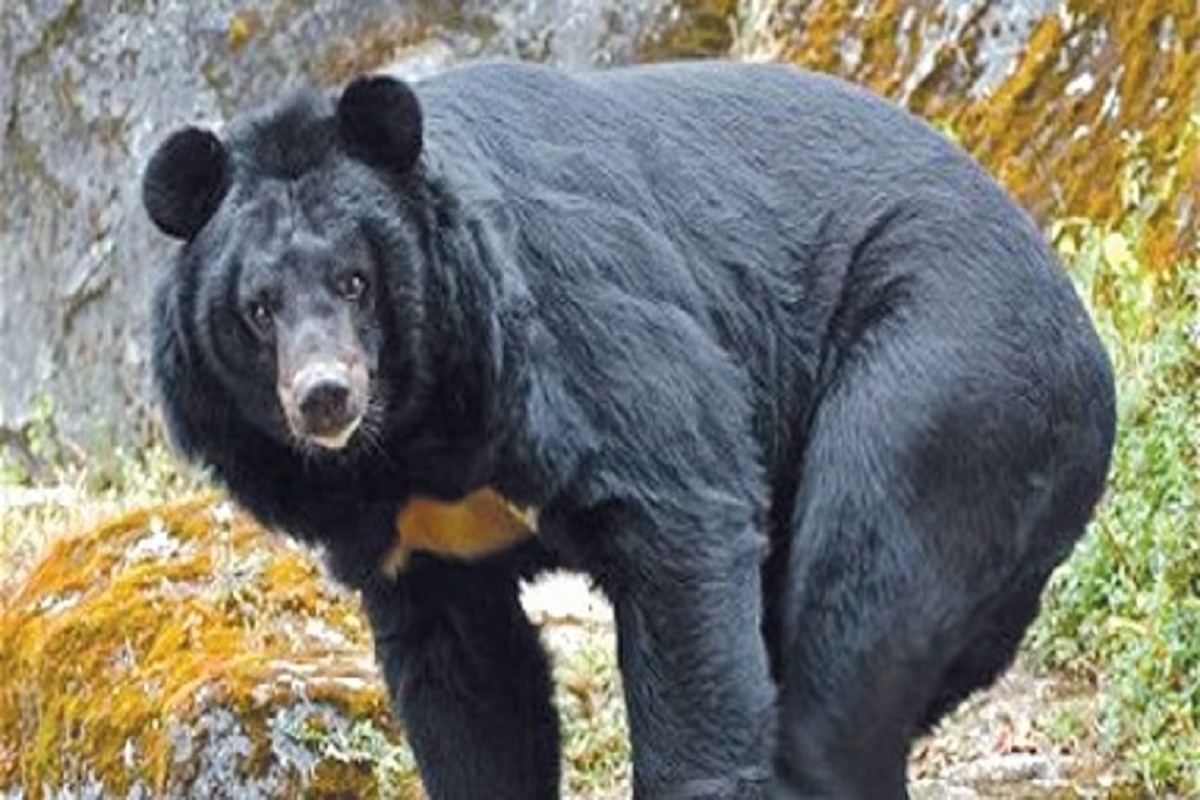 Bear death: नागालैंड से रायपुर ला रहे हिमालयन भालू की रास्ते में ही मौत ...
