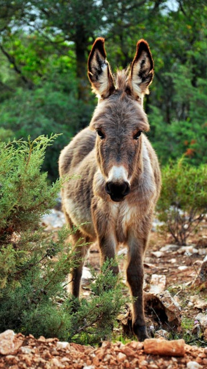 गधा है यहां का राष्ट्रीय पशु, क्या आप जानते हैं इस “देश” का नाम? | Donkey