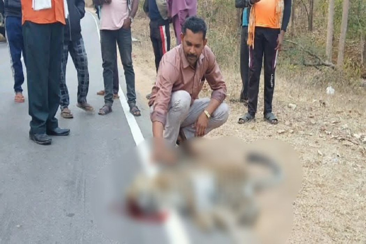 CG Accident: अज्ञात वाहन ने तेंदुए को कुचला, इलाज के दौरान मौत | CG Accident: An unknown vehicle ...
