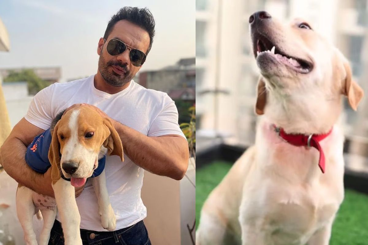 YouTuber गौरव तनेजा की डॉग के साथ ये हरकत यूजर्स को नहीं आई पसंद, बोले ...