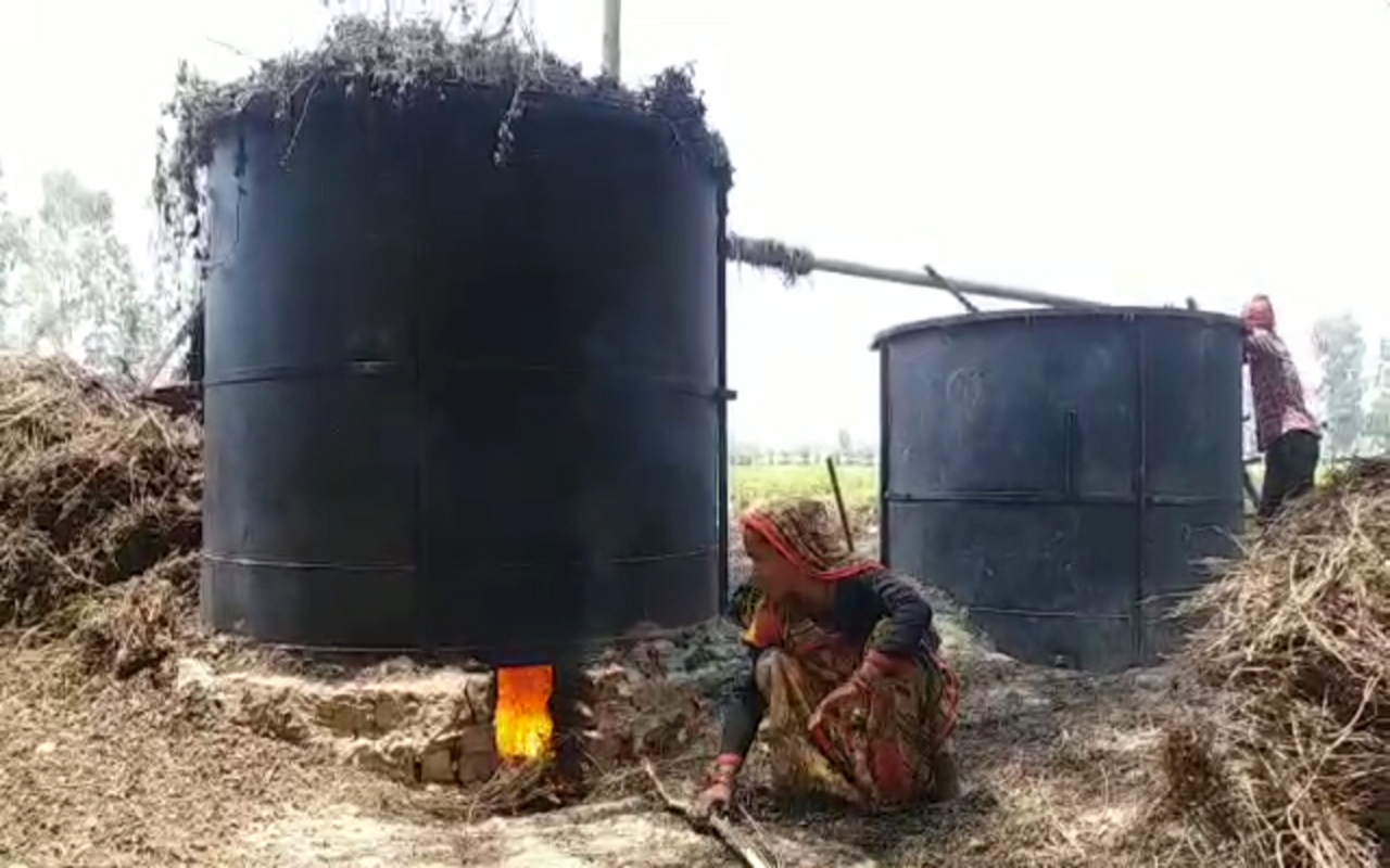 विश्व में मेंथा ऑयल में भारत की हिस्सेदारी 33 फीसदी, मध्यप्रदेश-बिहार ...
