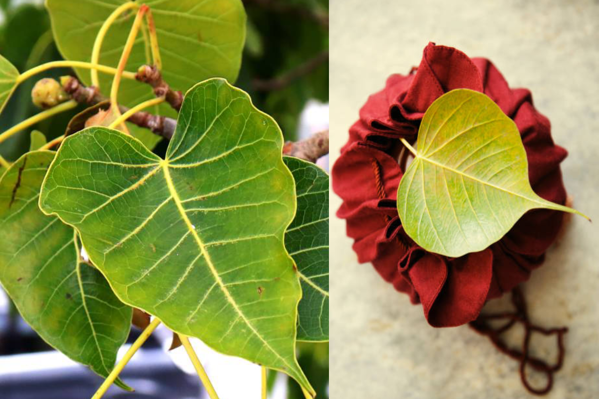 Holi Ki Rakh: घर पर क्यों लाते हैं होली की राख, जानें धन समृद्धि के 5 ...