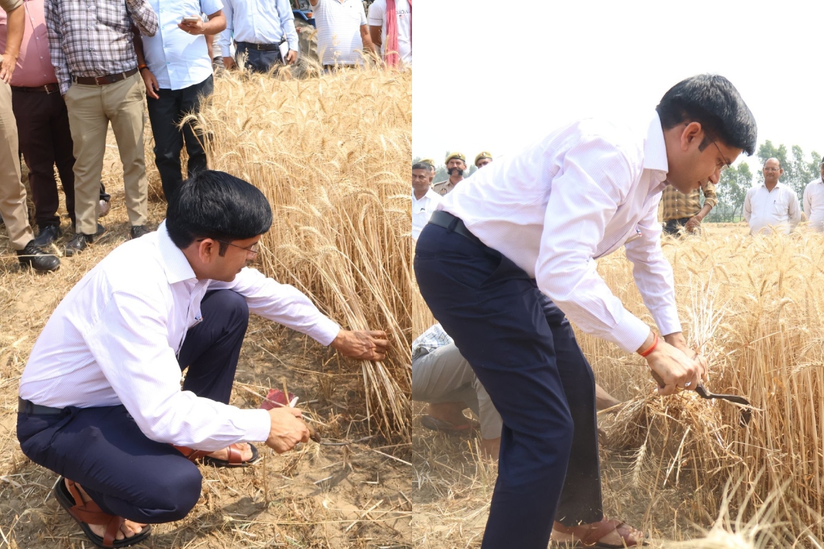 राजस्थान के IAS बेटे ने यूपी के खेत में काटी गेहूं की फसल, संभल कलेक्टर ...