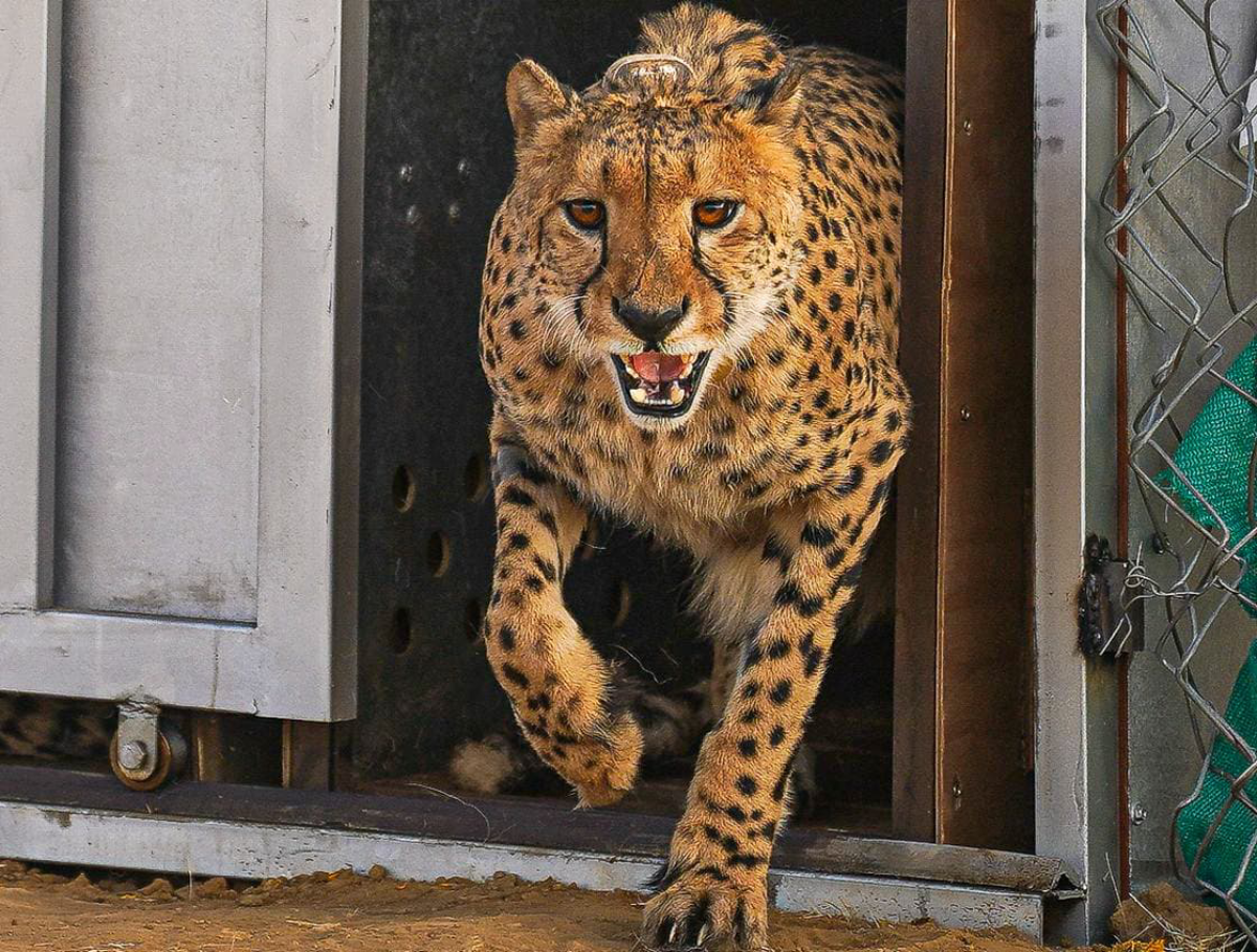 दो राज्यों के 1300 वर्ग किमी में चीतल, चिंकारा, नीलगायों का शिकार करेंगे एमपी के चीते | cheetah ...