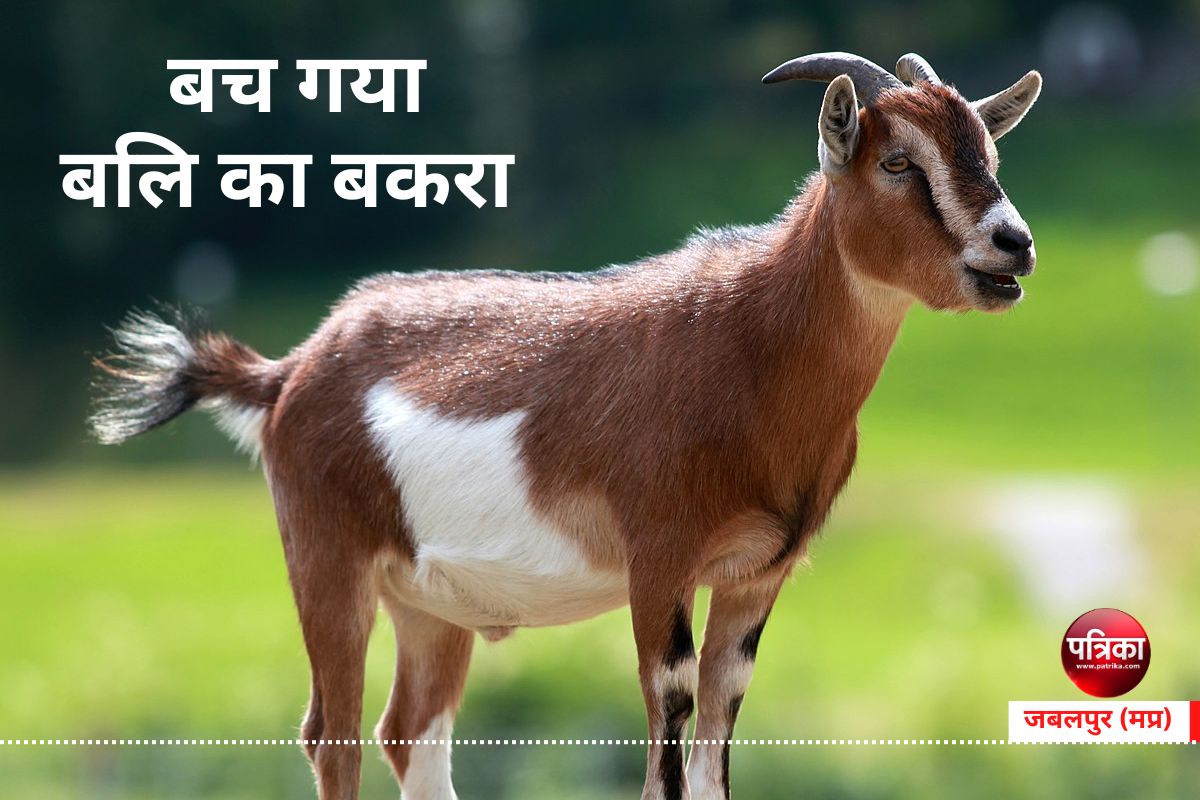 बलि का बकरा बच गया, हो गई बलि देने गए चार लोगों की मौत | Bali Ka Bakra ...