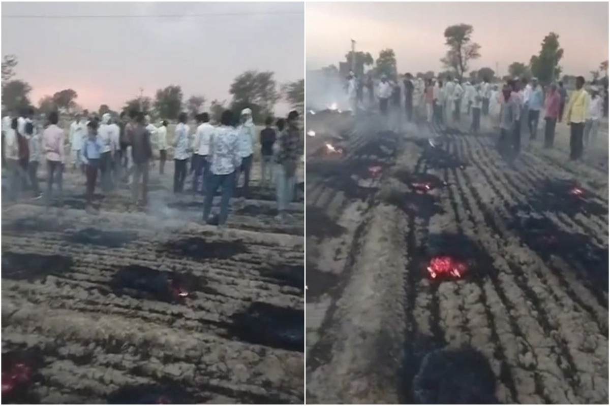 Alwar News: आंधी से विद्युत लाइन टूटी, खेत में पड़ी एक बीघा गेहूं की ...