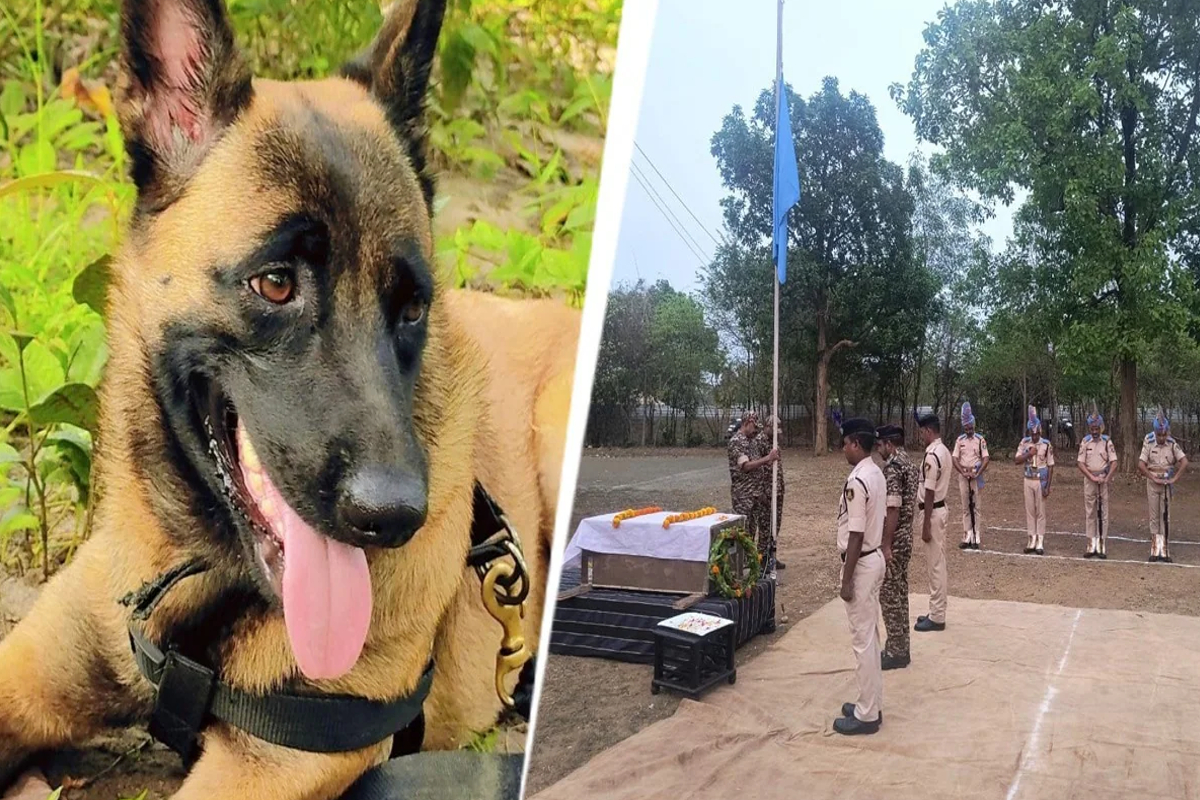 CRPF का वीर K9 रोलो मधुमक्खियों के हमले में शहीद, गार्ड ऑफ ऑनर के साथ ...