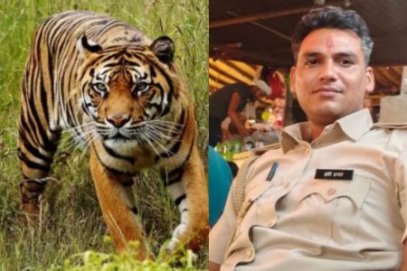 Tiger Attack: रेंजर देवेंद्र के शव पर 20 मिनट तक बैठा रहा टाइगर, पिता की जगह जॉइन की थी नौकरी ...