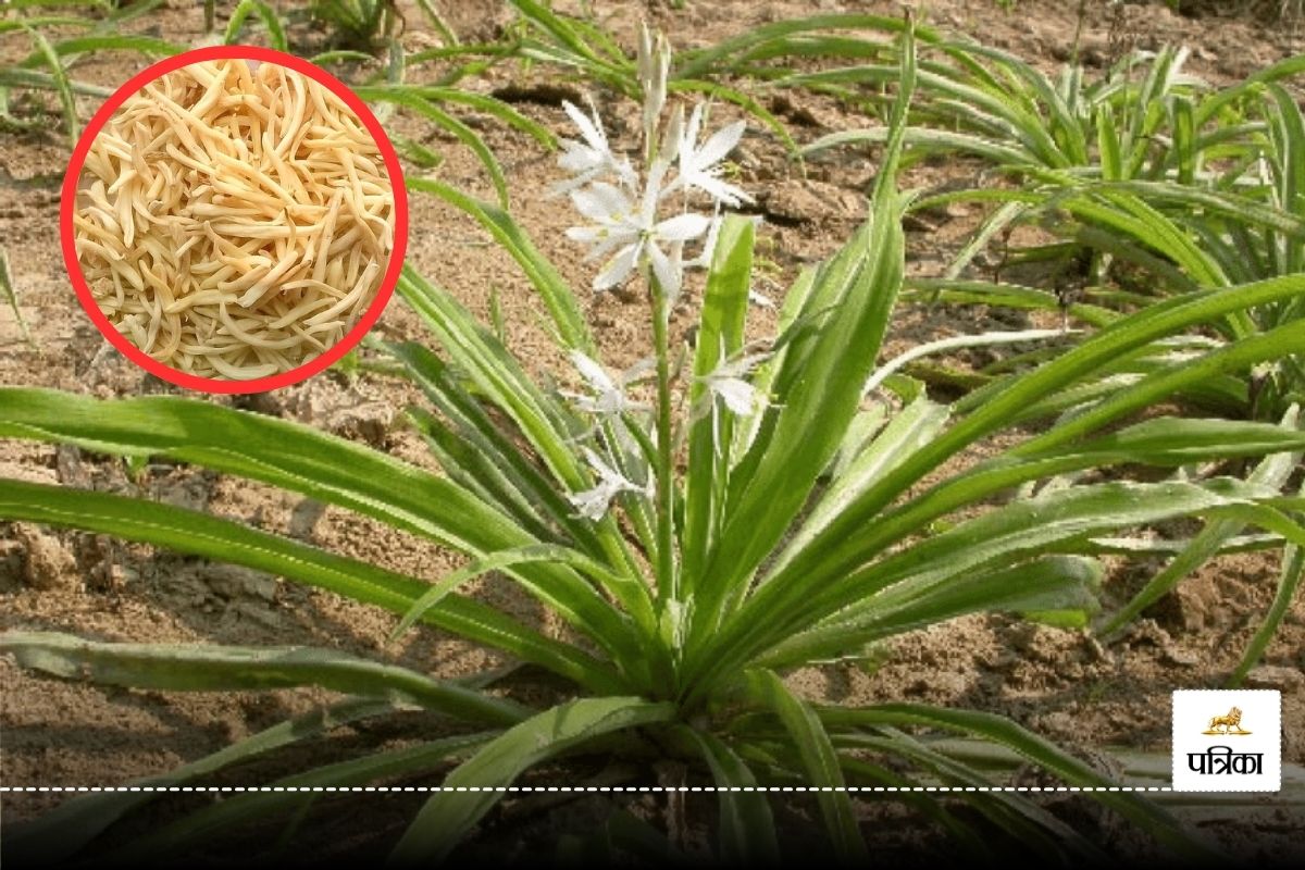 White Musli Benefits: इन 4 बीमारियों के लिए बेहद फायदेमंद है सफेद मूसली ...