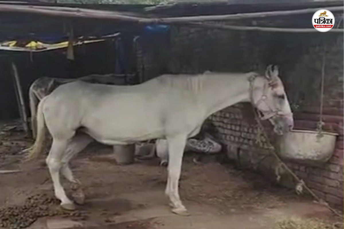 Glanders disease in horse: शहर में 2 मादा घोड़ों में ग्लैंडर्स बीमारी की पुष्टि, दोनों को जहर का ...