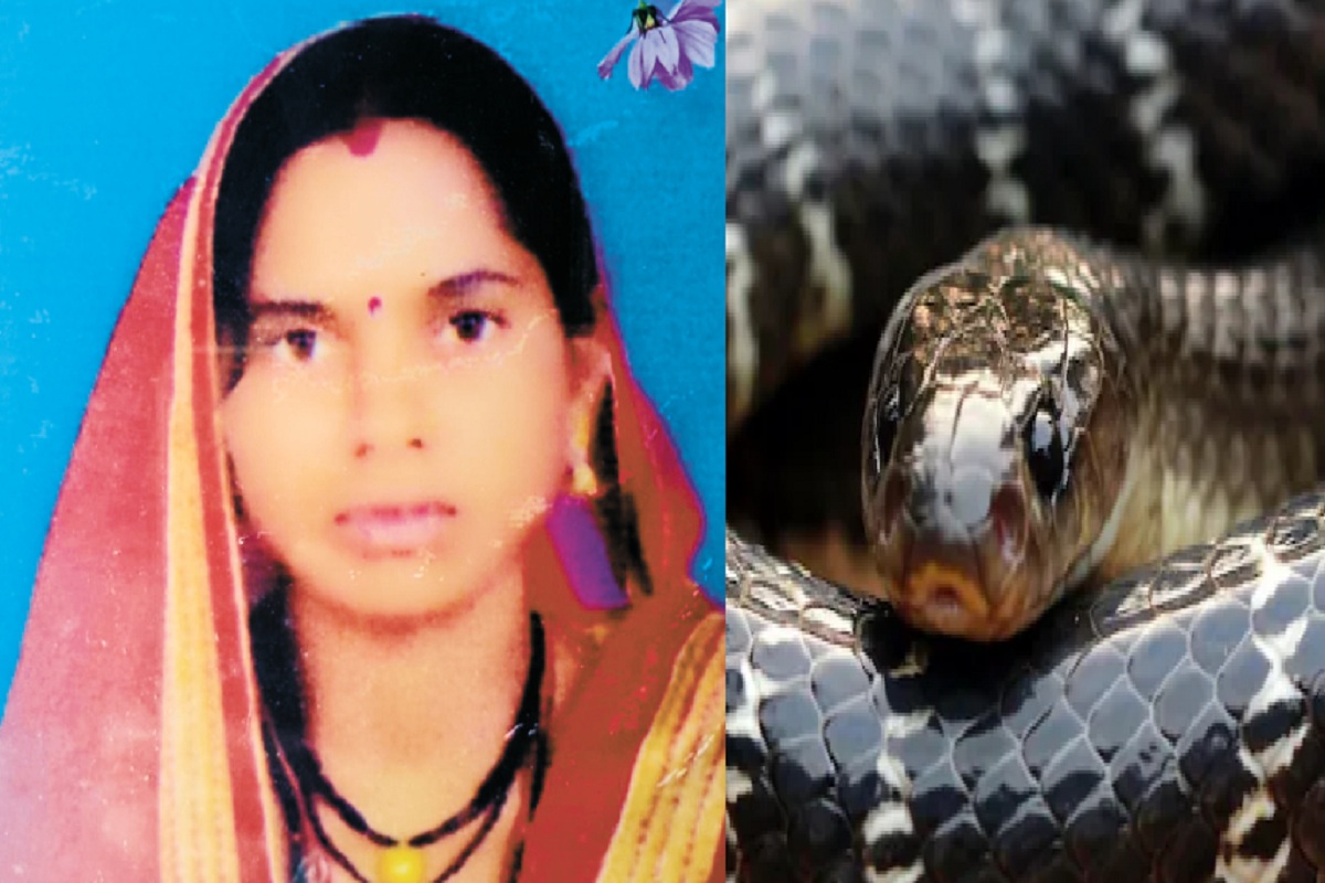CG Snake Bite: खाना बना रही महिला को सांप ने काटा, पुरे घर में पसरा ...