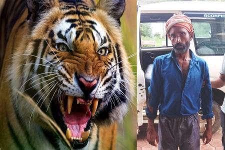 एमपी में टाइगर से लड़ा शख्स, घायल हालत में चलकर आया 200 मीटर… | Patrika ...