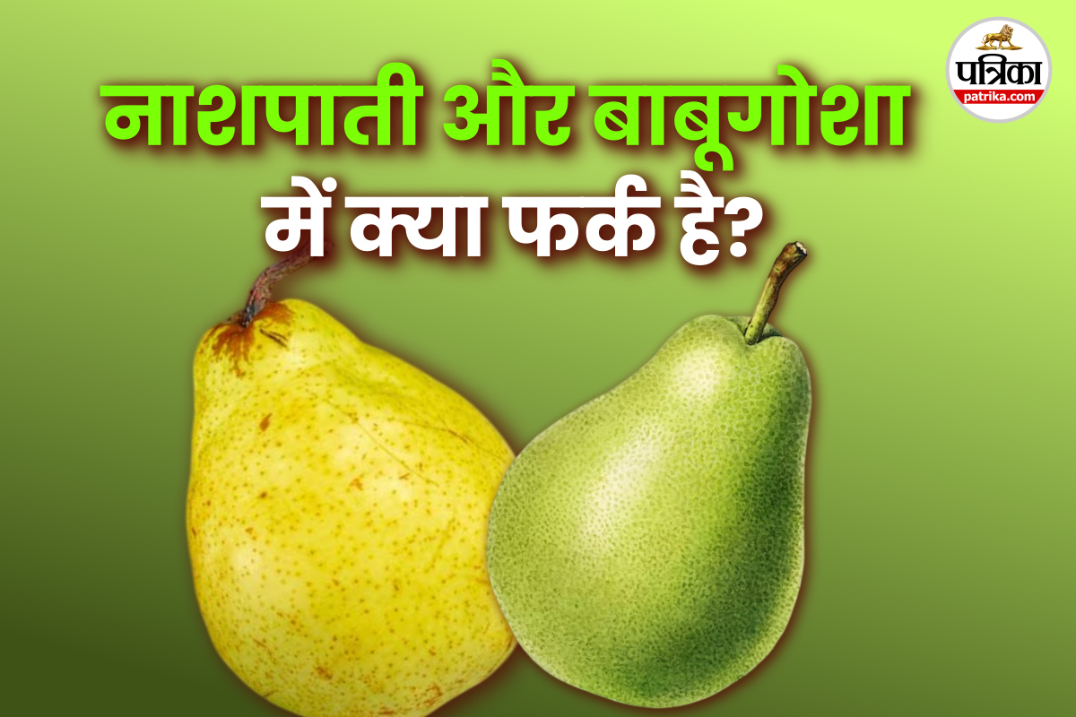 Babugosha Vs Nashpati: एक जैसे दिखने वाले नाशपाती और बाबूगोशा में क्या ...